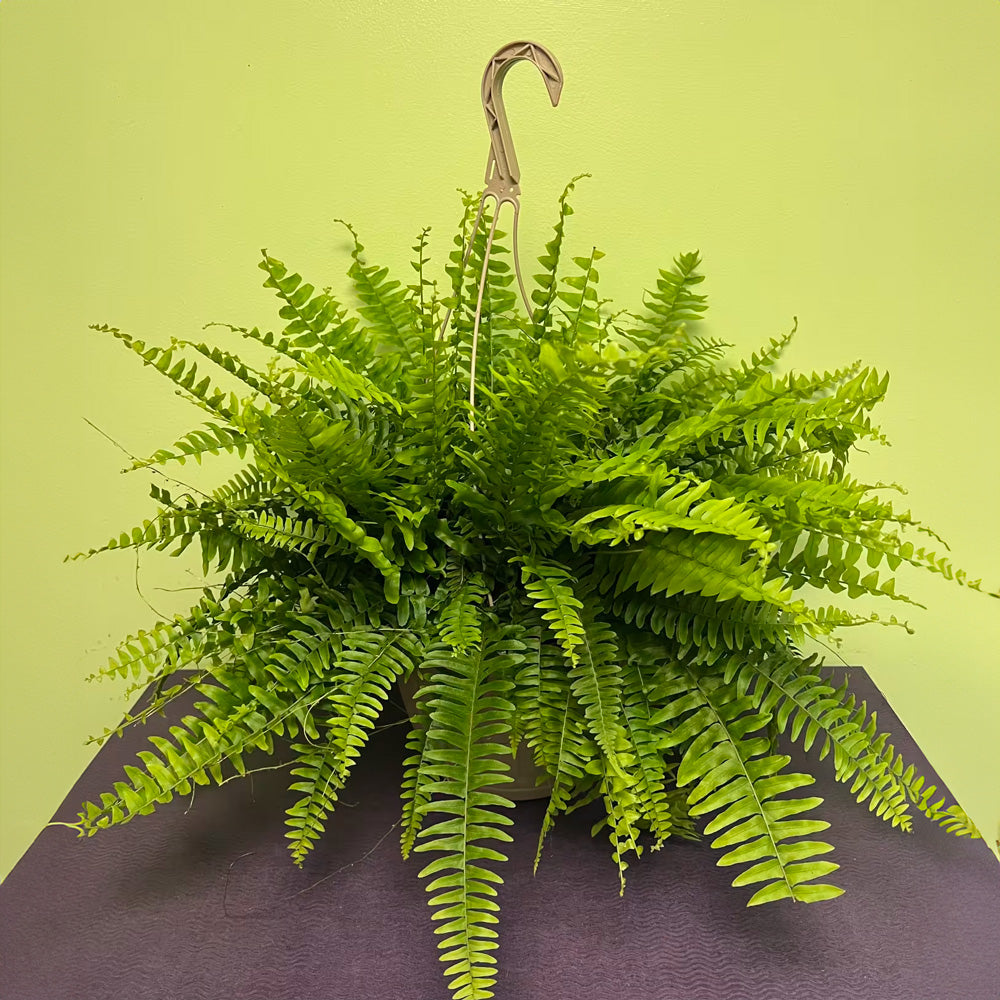 Boston Fern - Hanging Basket – Cheryl's Greenhouse