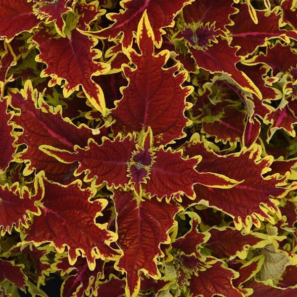 Coleus Compact – Cheryl's Greenhouse